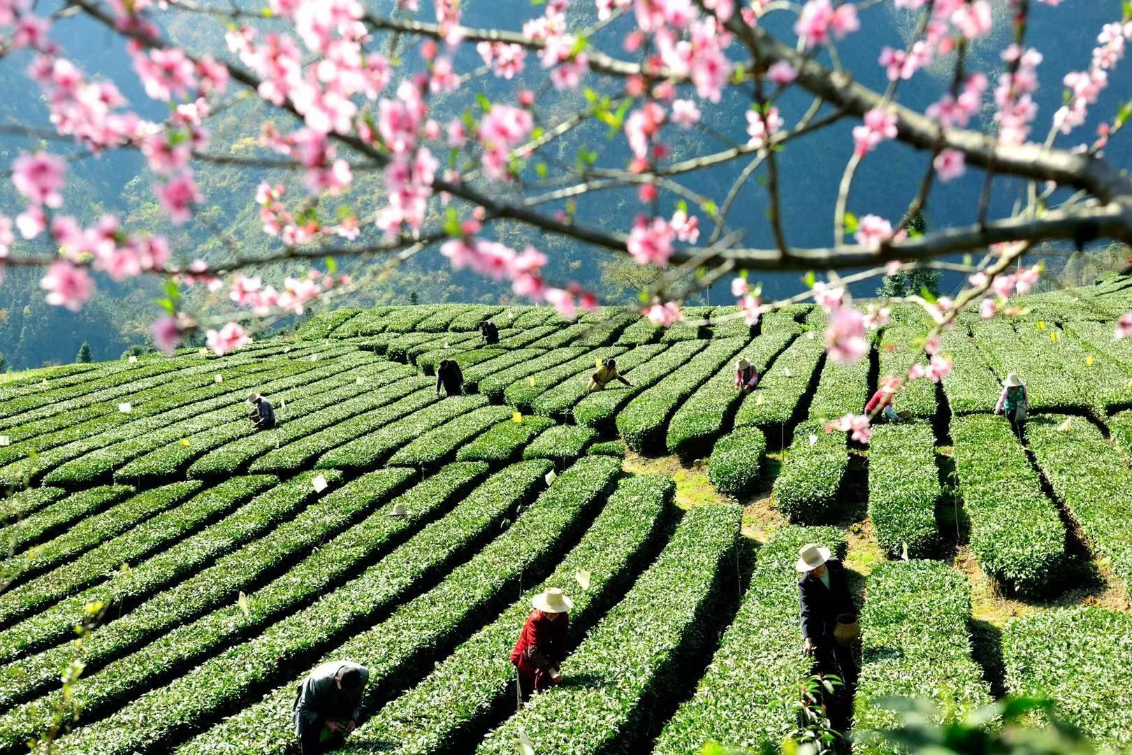 【科普】茶叶的保质期一般是多久？过期了没开封还能喝吗？ 荆楚网 湖北日报网