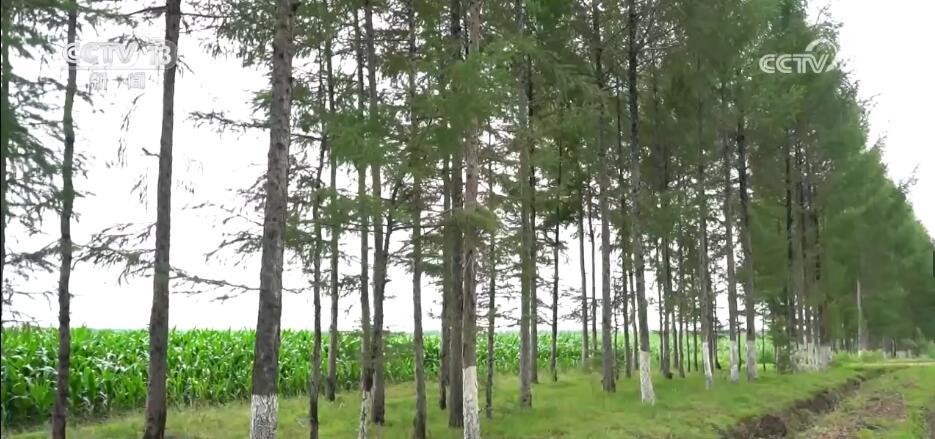 城市绿化与林业工程有效结合 乡土树种构筑当地生态屏障 荆楚网 湖北日报网