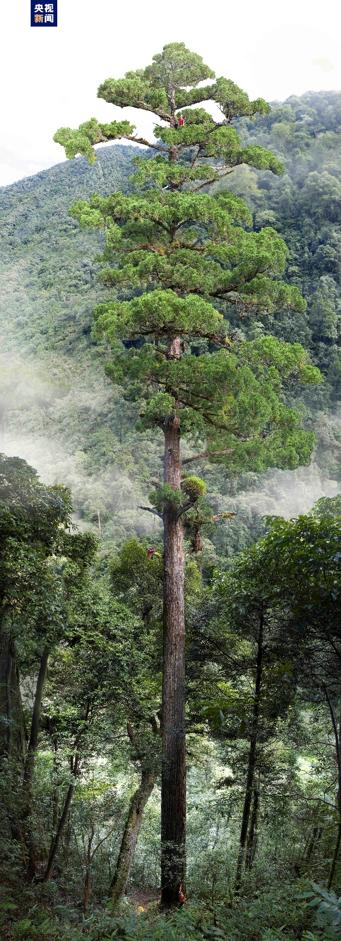 寻找中国巨树丨解密中国巨树等身照-荆楚网-湖北日报网