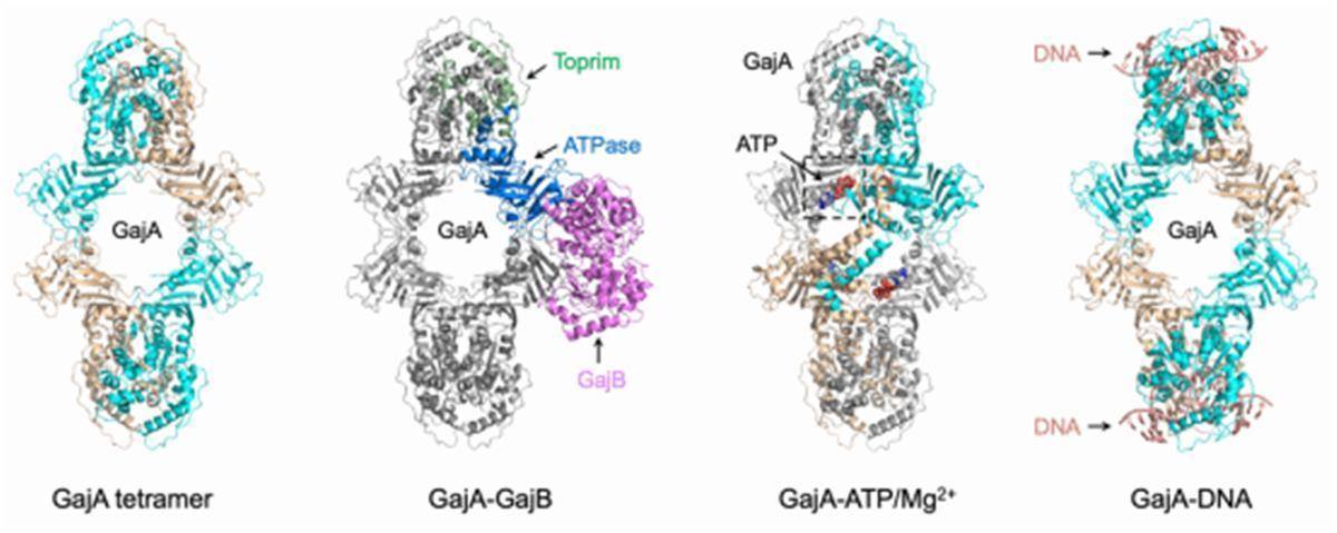 武大团队Nature发文揭示Gabija免疫系统防御机制-荆楚网-湖北日报网